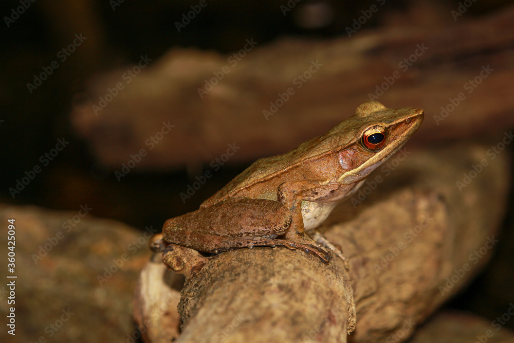 Common tree frog on the ground, found in Kumaraparvatha, Subrahmanya ...