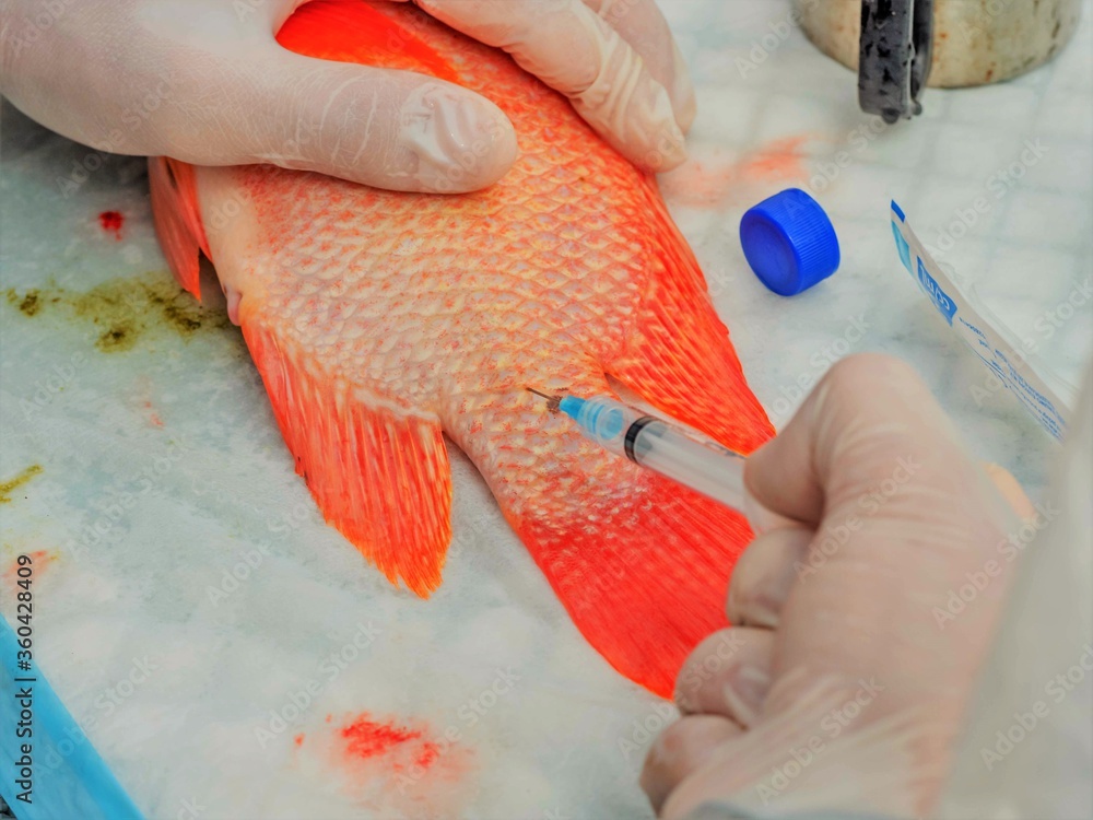 Blood collection from tilapia fish Stock Photo | Adobe Stock