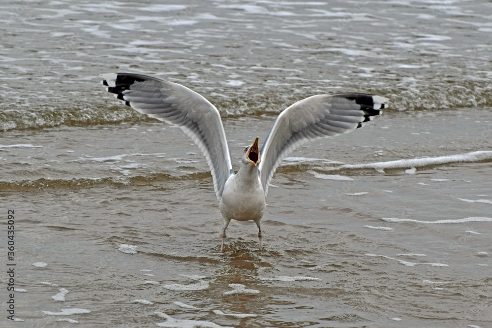 Mewa nad morzem Stock Photo | Adobe Stock