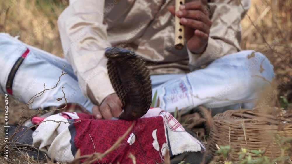 A cobra snake dances to the music of a snake charmer. Stock Video ...