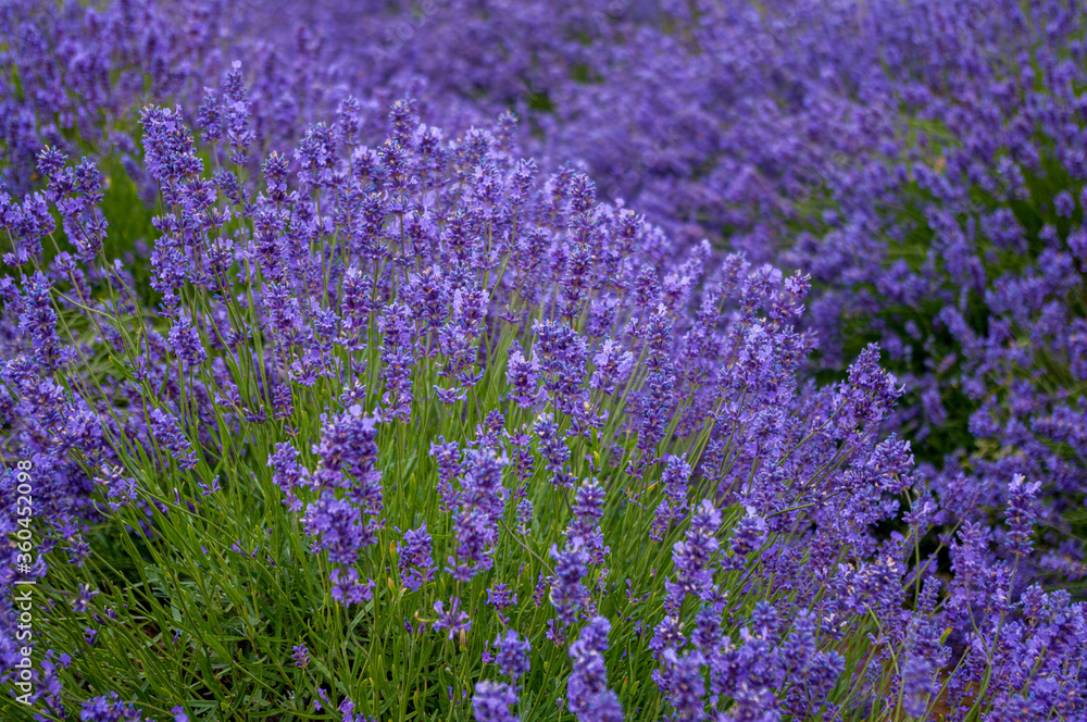 Profusion of lavender plants with purple flowers fully open, growing in ...