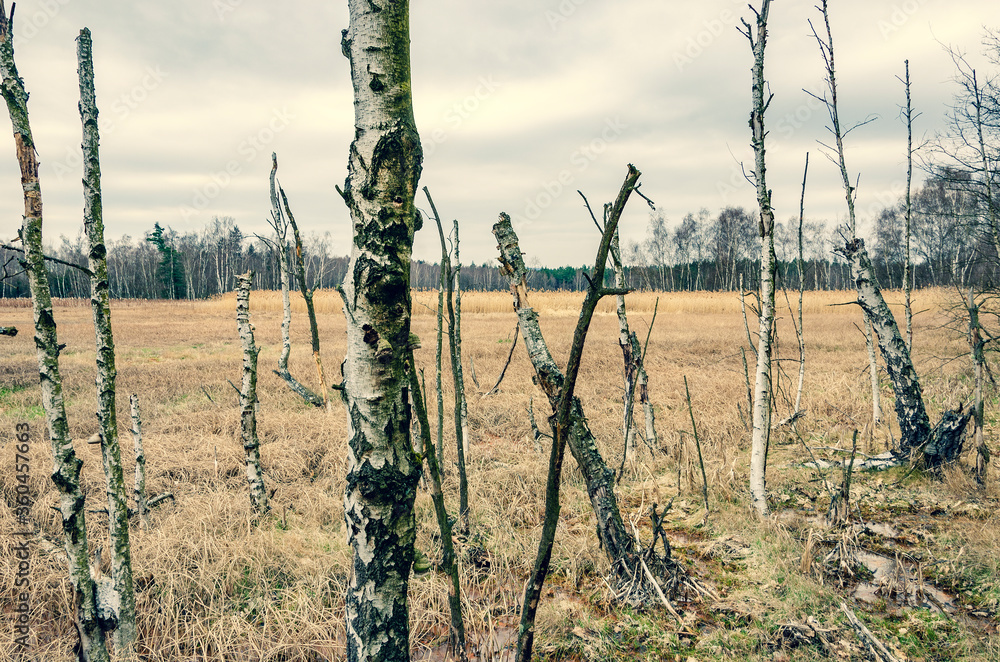 Sad autumn landscape with meadow, diseased birch and stubs in swampy ...