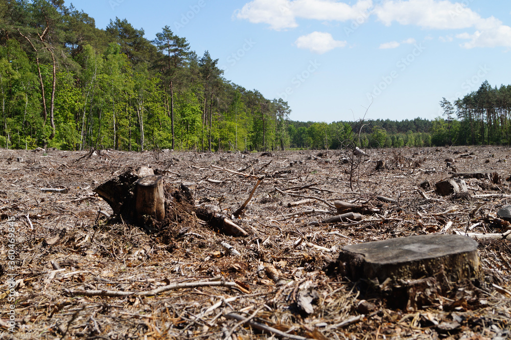 deforestation stumps of trees ecological disaster landscape photos ...