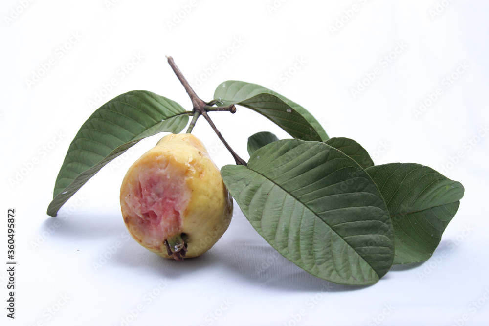 fresh red guava with bat bite marks. the concept of an unhealthy fruit ...