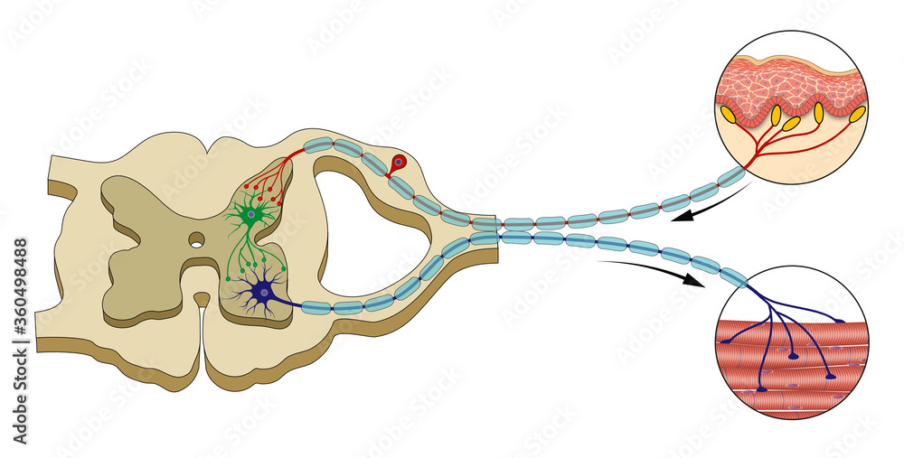 Spinal Reflex Arc illustration. Central nervous system Stock ...