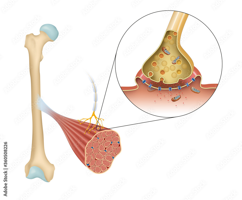 Synaptic transmission. Structure of a typical chemical synapse. Stock ...