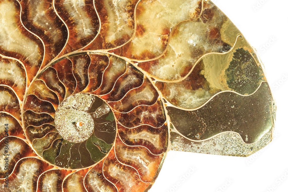 Cross section of a fossil ammonite shell (an extinct marine animal ...