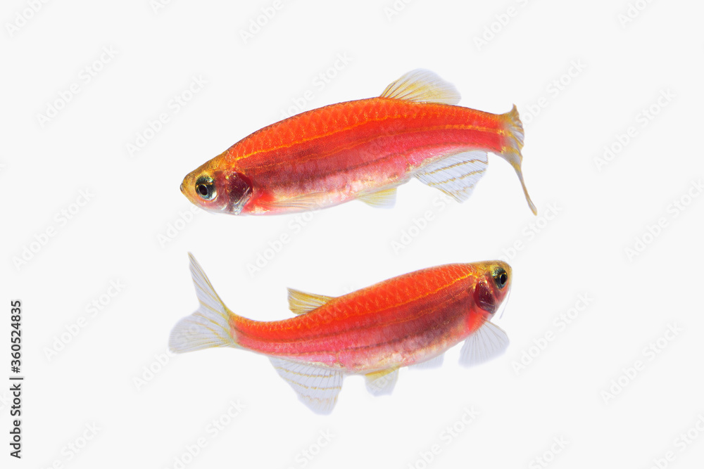Pink Zebra Fish
