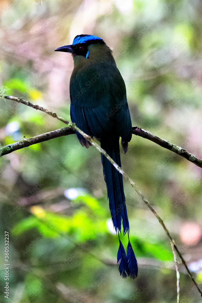 Highland Motmot, Momotus aequatorialis momota, largest motmot, bird ...