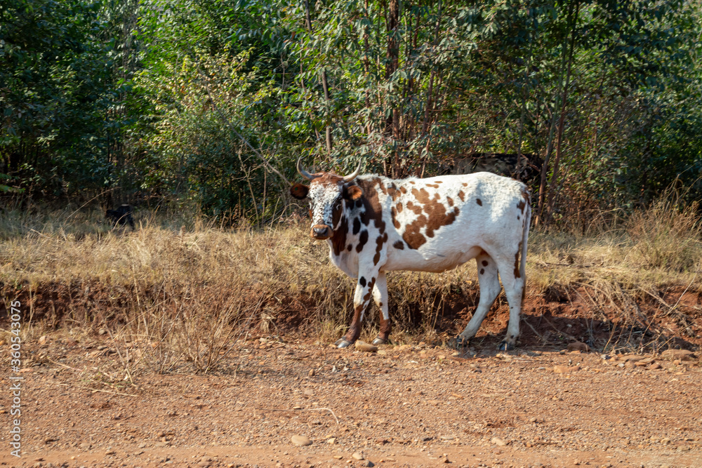 African Nguni cattle on a dirt road with brown and white ภาพถ่ายสต็อก ...