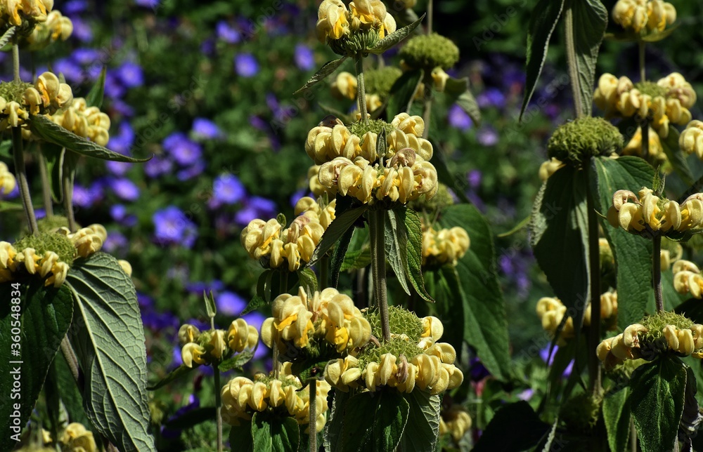 Phlomis Russeliana plant with flowers, commonly known as Turkish Sage ...
