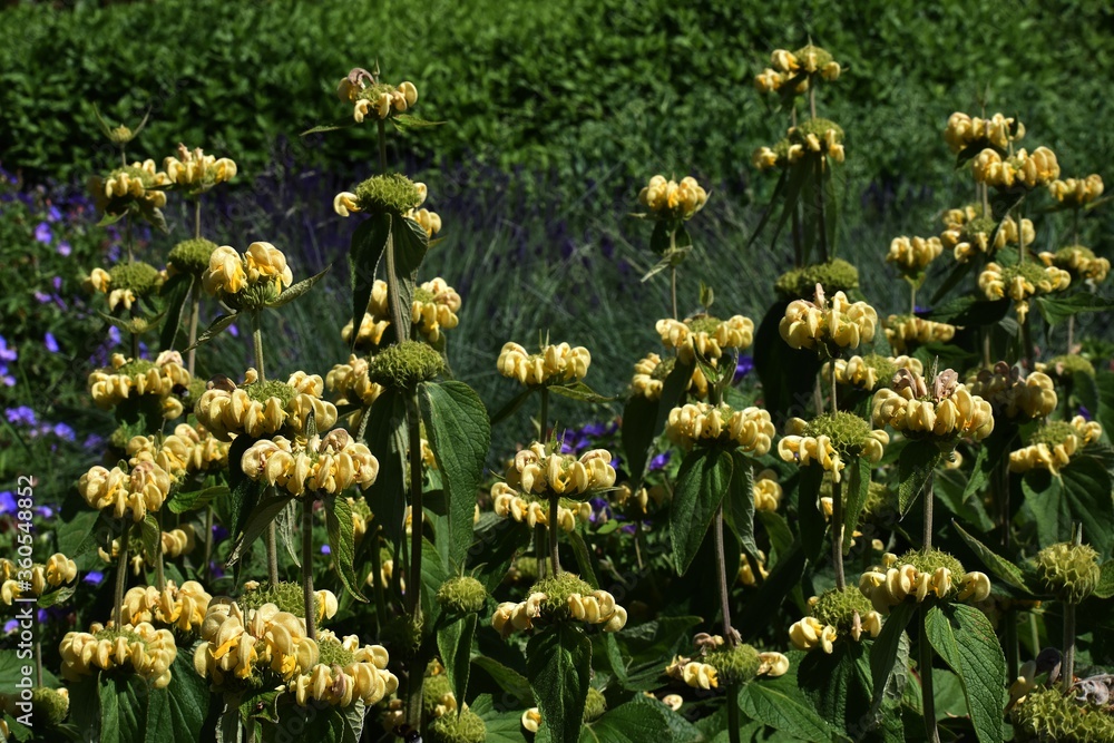 Phlomis Russeliana plant with flowers, commonly known as Turkish Sage ...