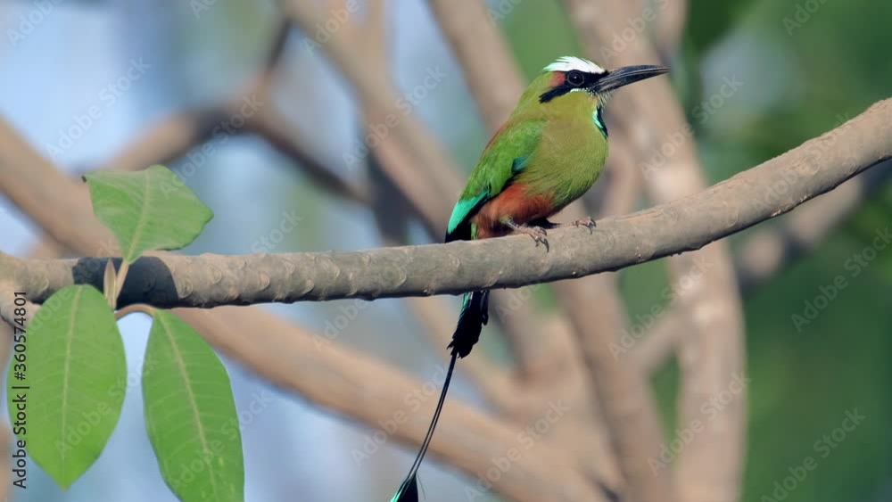 Turquoise browed motmot (Eumomota superciliosa) also known as Torogoz ...