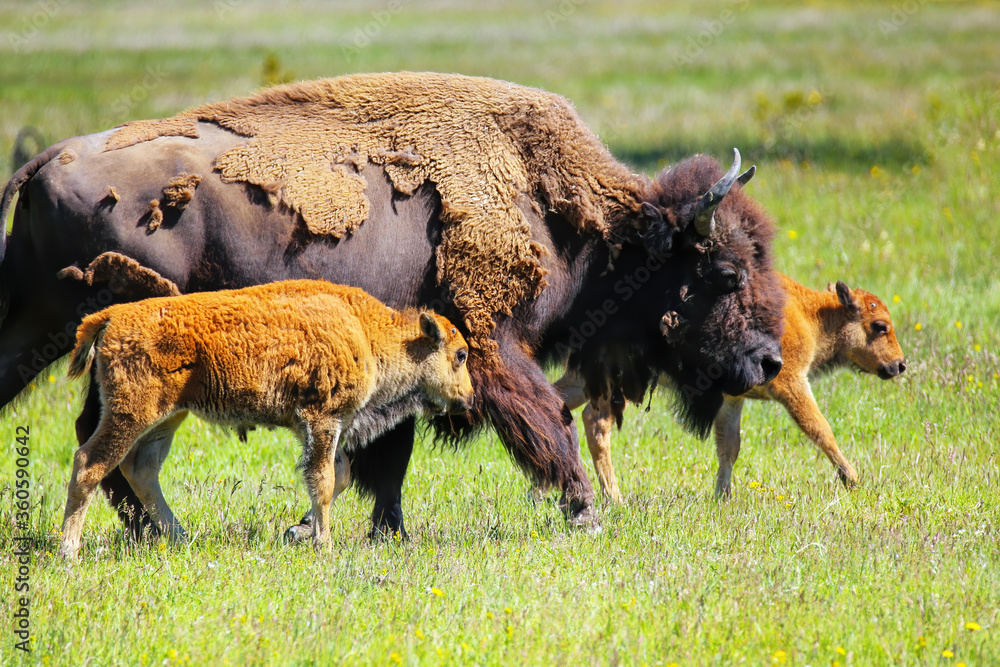 Female bison with calves walking in Yellowstone National Park, Wyoming ...