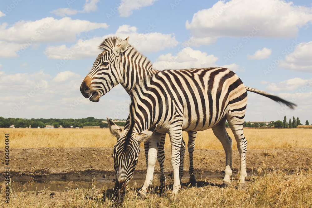 Wild animals. Rare and endangered species of animals in their natural ...