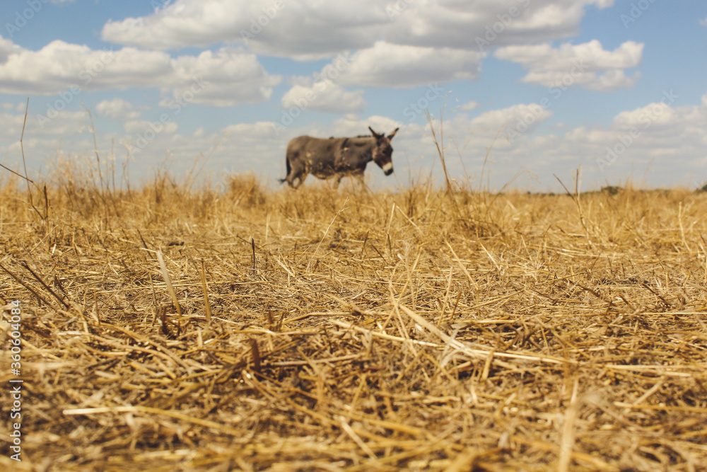 Wild animals. Rare and endangered species of animals in their natural ...