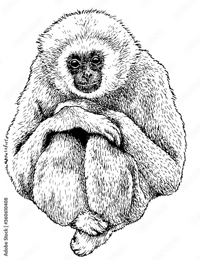 Hand drawn realistic sketch of a gibbon, vector illustration Stock ...