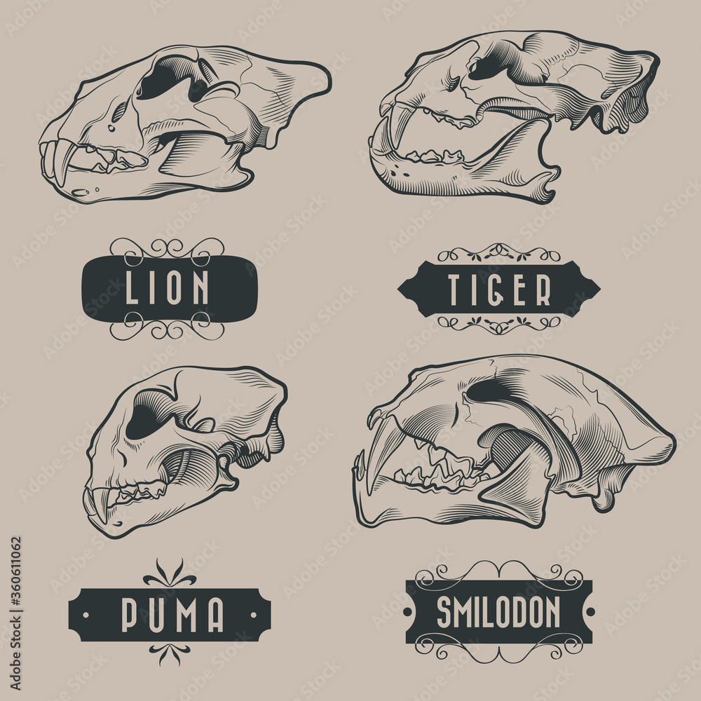 Felidae Skulls: Lion, Tiger, Puma, Smilodon, Engraving Style for ...