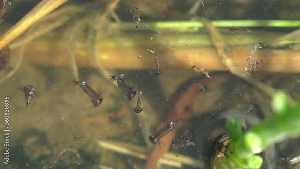 Mosquito, stage third, larva floats on surface of the dark water of ...