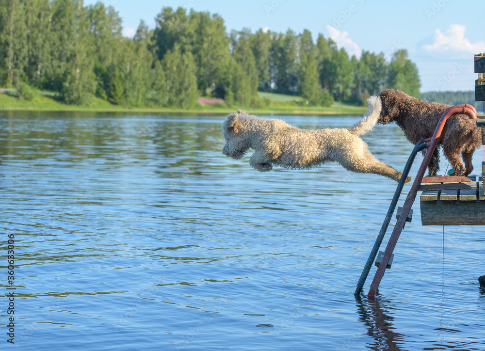 Dog jumping from pier. Another one watching. Dog breed: Lagotto ...