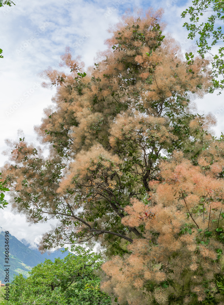 Cotinus Coggygria - Pink Common Smoke Tree. Foliage and seed heads ...