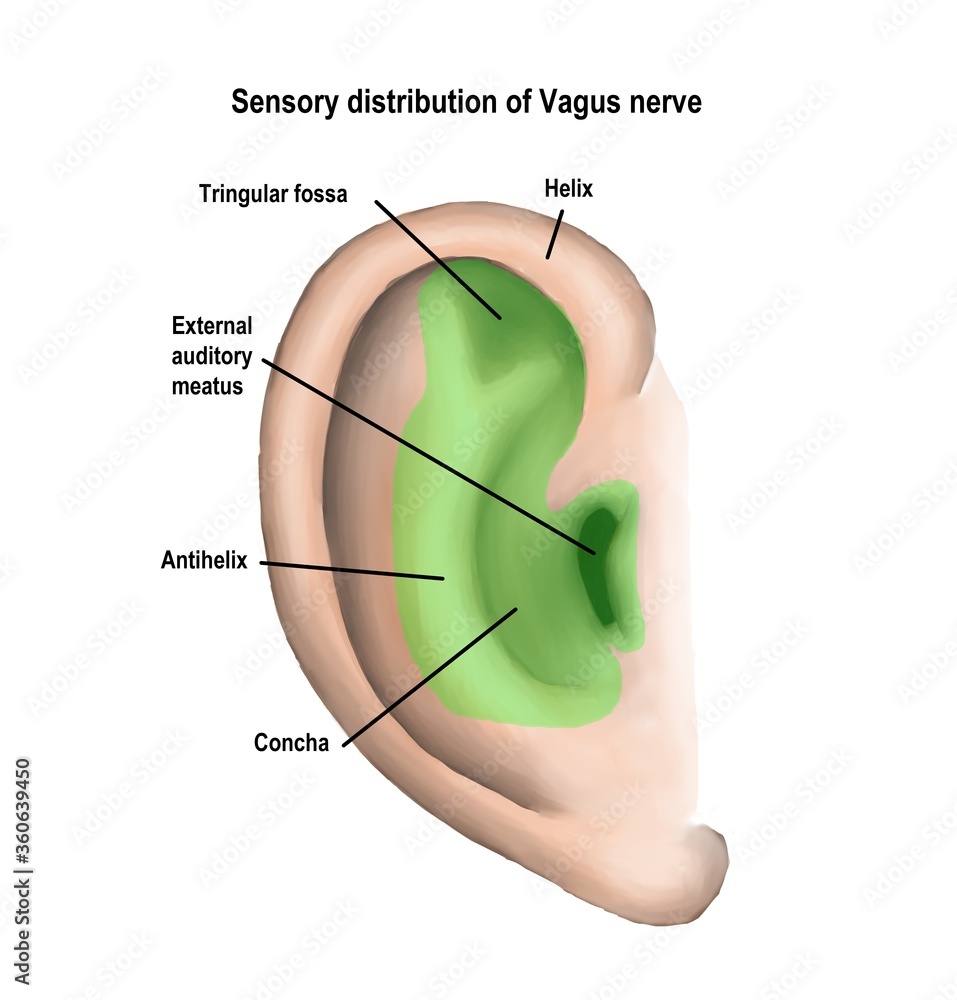 sensory distribution of cranial nerve 10th on human's ear Stock ...