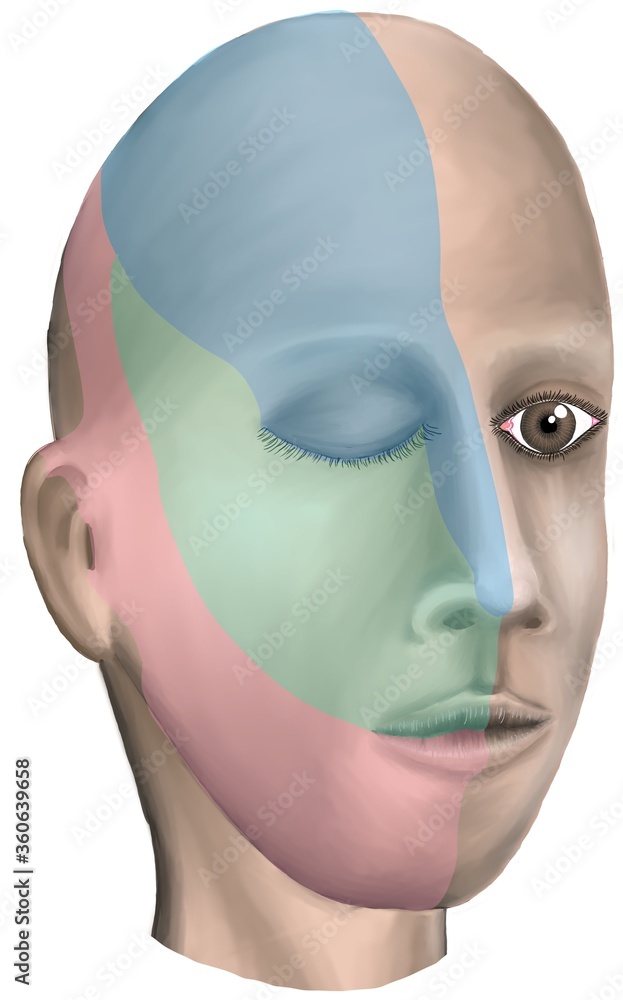 the facial sensory distribution of right fifth cranial nerve. Stock ...
