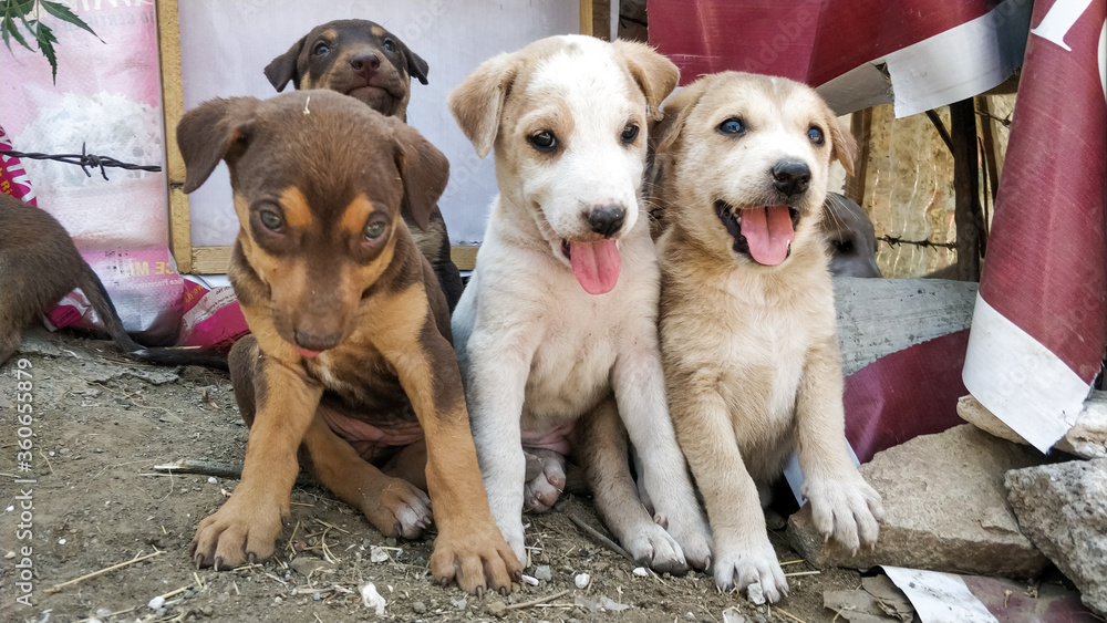 Street Dog puppy living in garbage area . A young group of street dogs ...