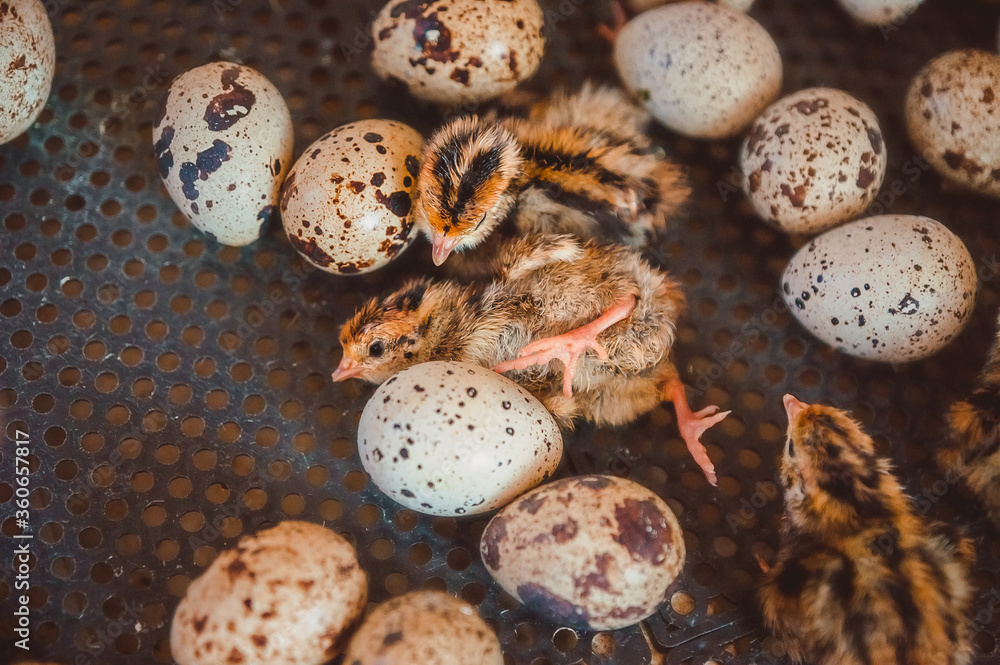 A baby quail slipped and fell among the Chicks and eggs in the ...