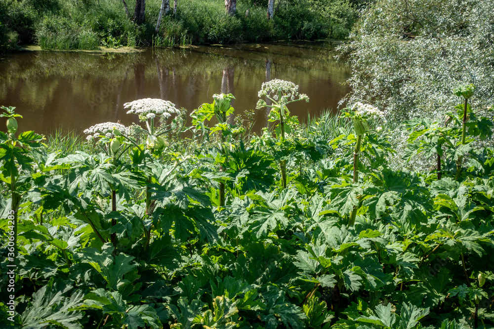 Giant Hogweed, the Invasive Plant That Can Cause Severe Burns and ...