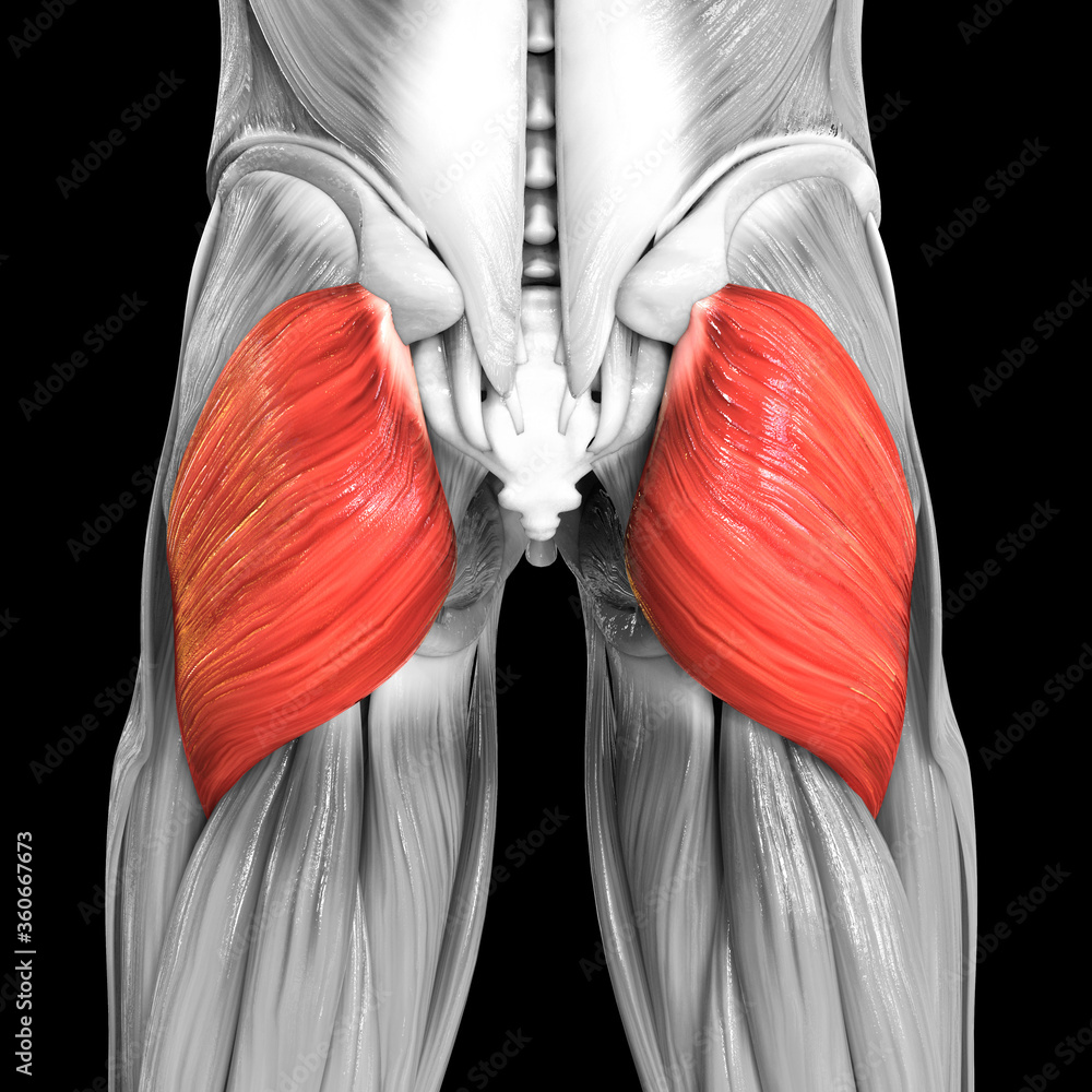 Human Muscular System Leg Muscles Gluteus Maximus Muscle Anatomy Stock ...