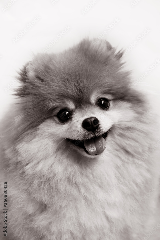 Black And White Pomerat