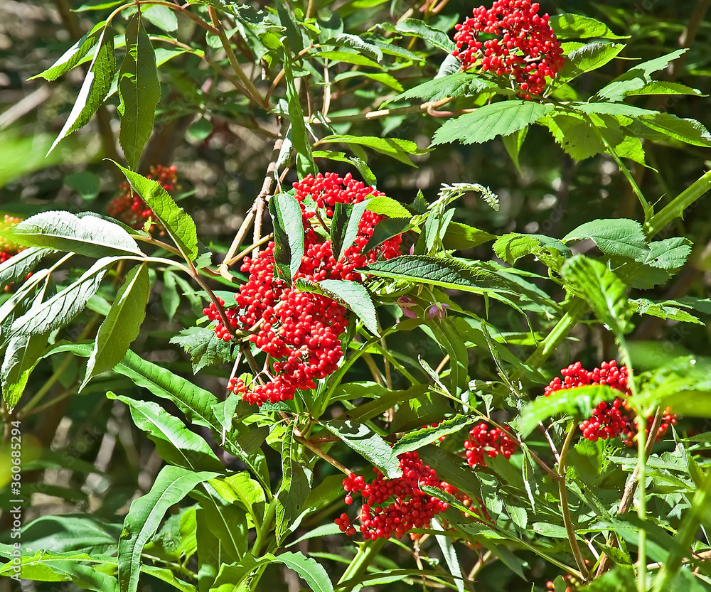 High bush cranberry plant, or known as Viburnum opulus with its red ...