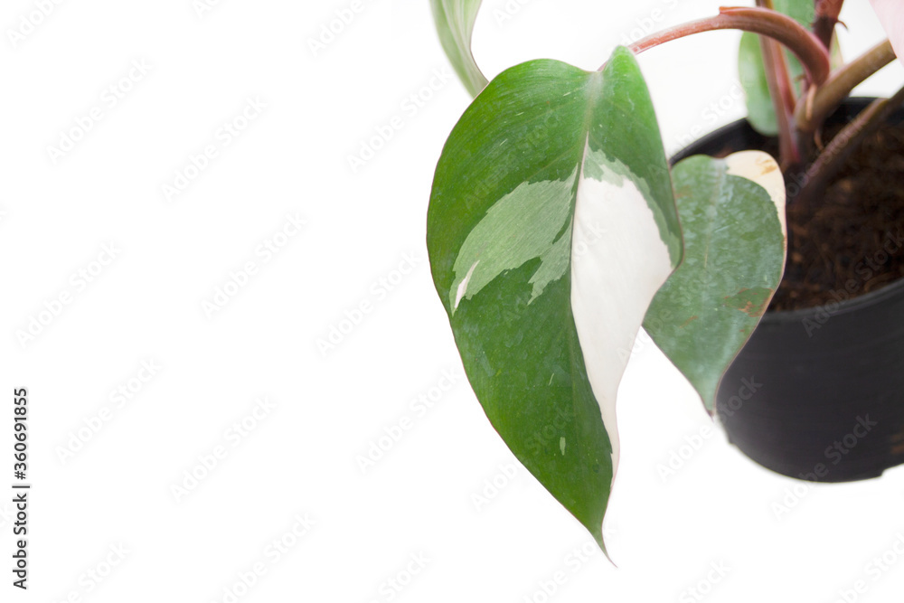 Philodendron Pink Princess Tree Green Stock Photo | Adobe Stock