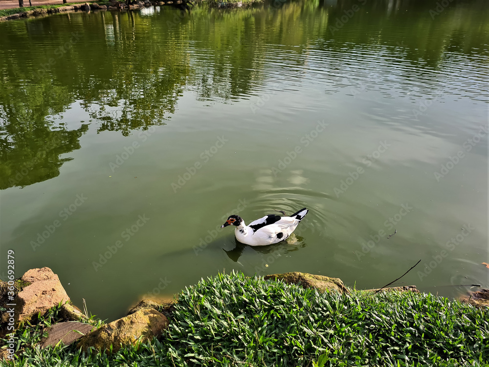 Foto de Very cute male duck, living in his space in the park Windmills ...