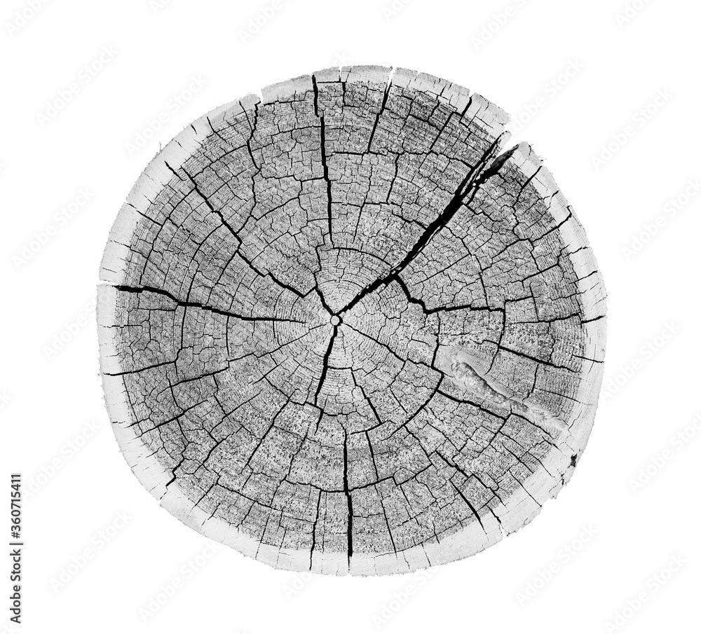 Wood texture of growth ring pattern from a slice of tree. Cut monotone ...