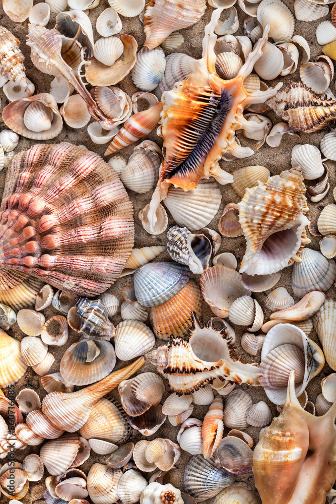 Colorful Seashells On The Sand