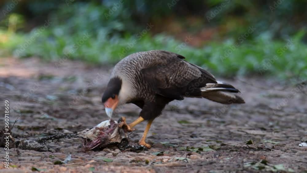 Southern Caracara eating carrion in the jungle of Argentina. 4K video ...