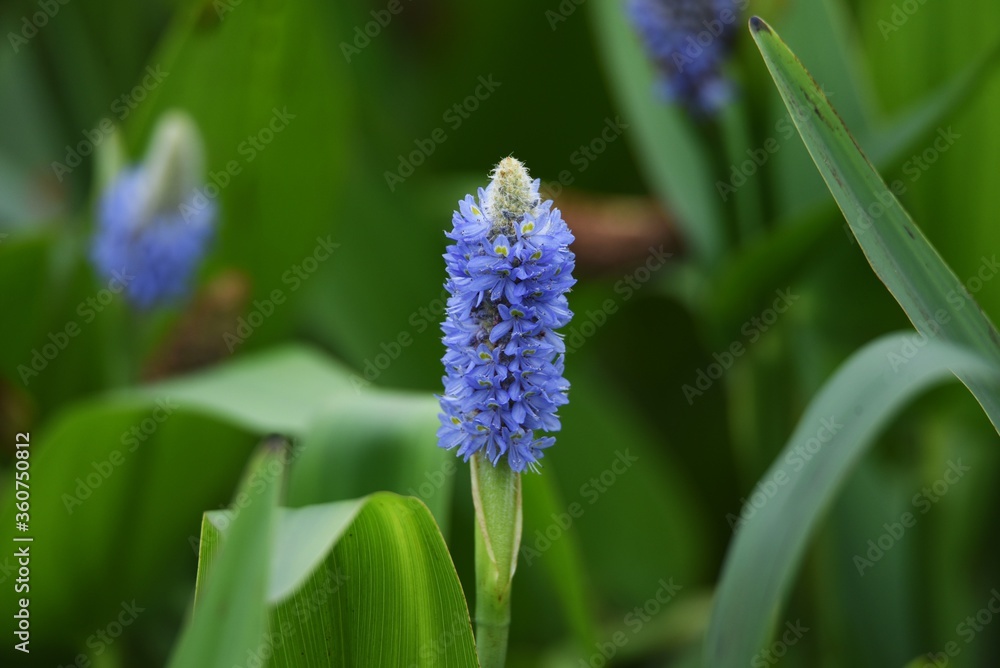 Pickerelweed (Pontederia cordata) is an aquatic plant of Pontederiaceae ...