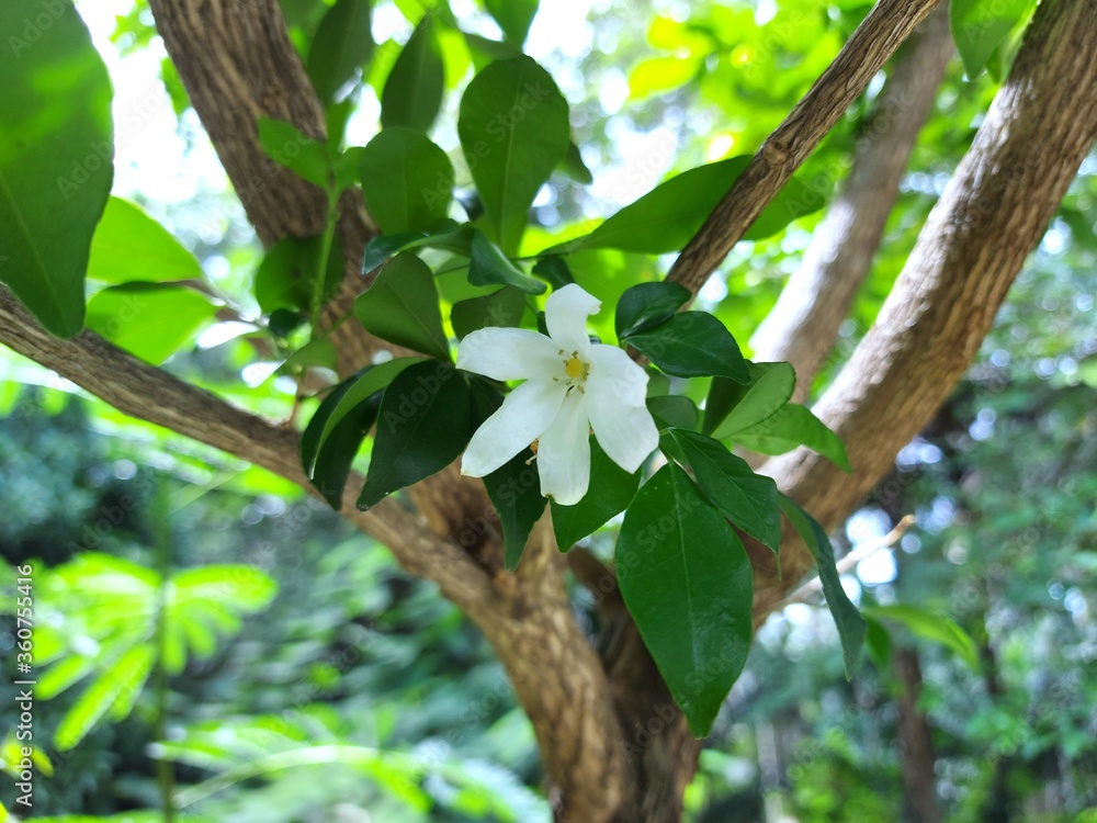 Common glass flowers Andaman satinwood. Flowering in short axillary ...