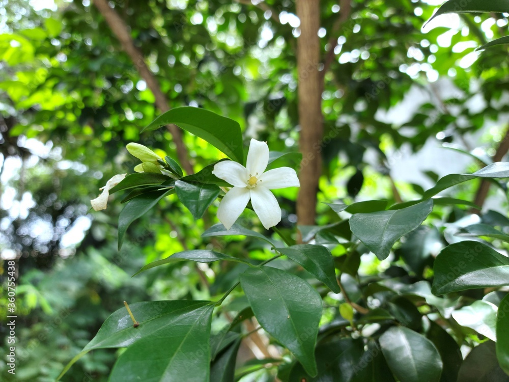Common glass flowers Andaman satinwood. Flowering in short axillary ...