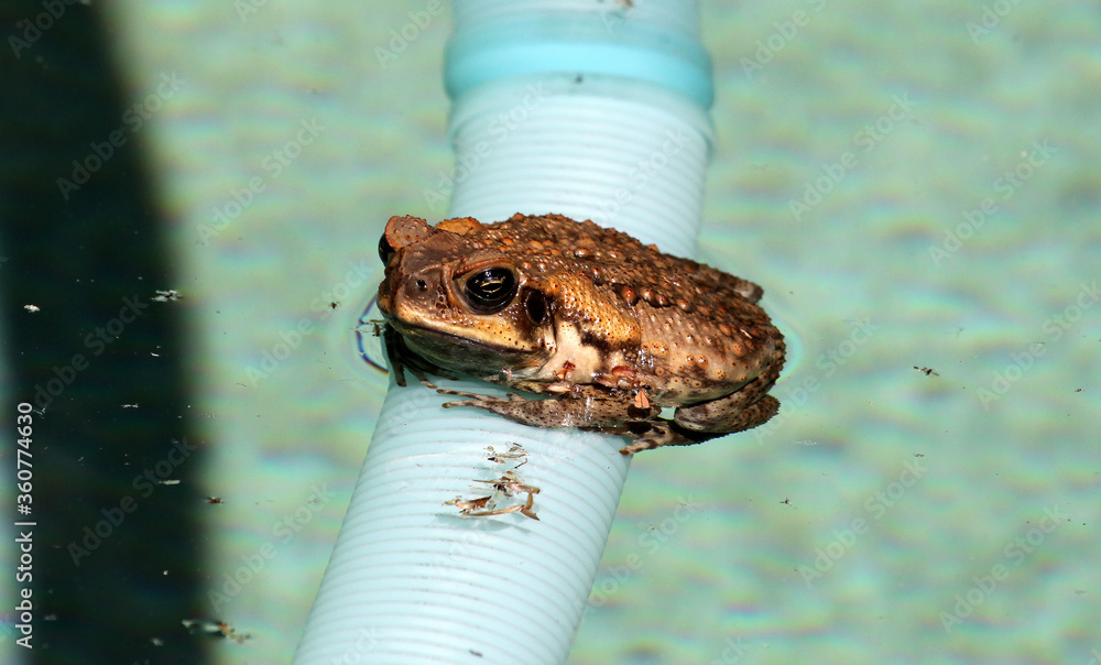 Closeup of a cane toad in a suburban backyard pool in Queensland ...