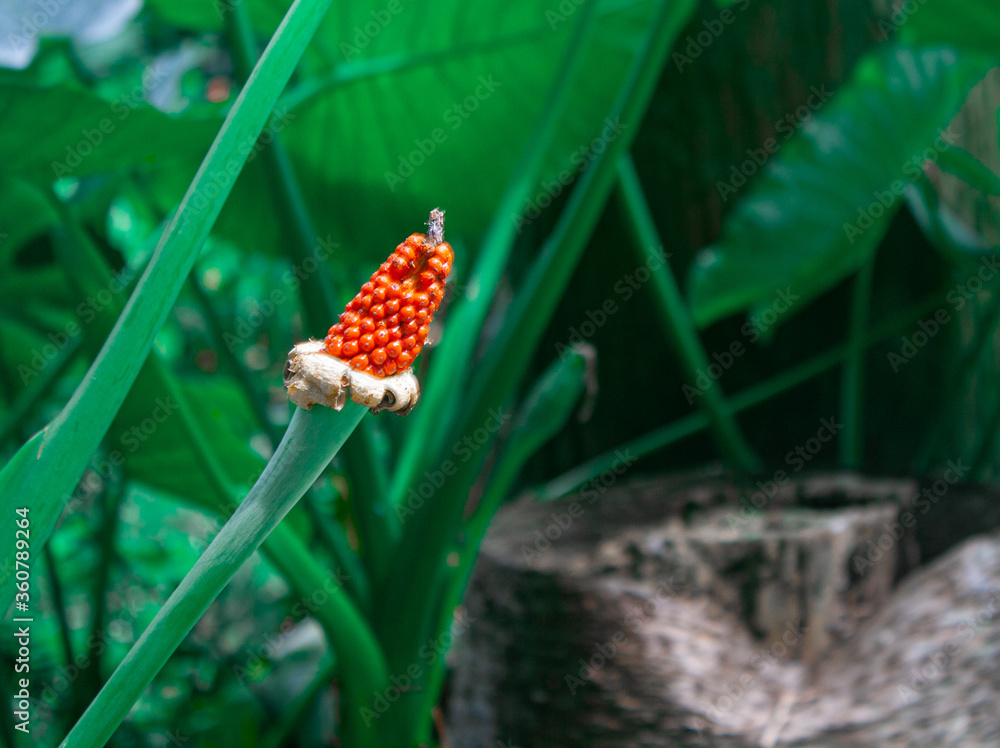 Plants growing at the Taipei Botanical Gardens in Taipei, Taiwan. Stock ...