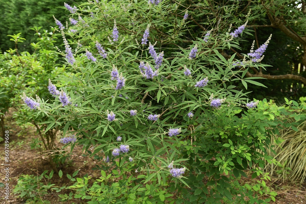 Chaste tree is a Lamiaceae deciduous tree, and blooms pale purple ...