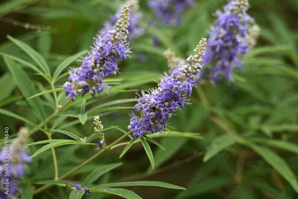 Chaste tree is a Lamiaceae deciduous tree, and blooms pale purple ...