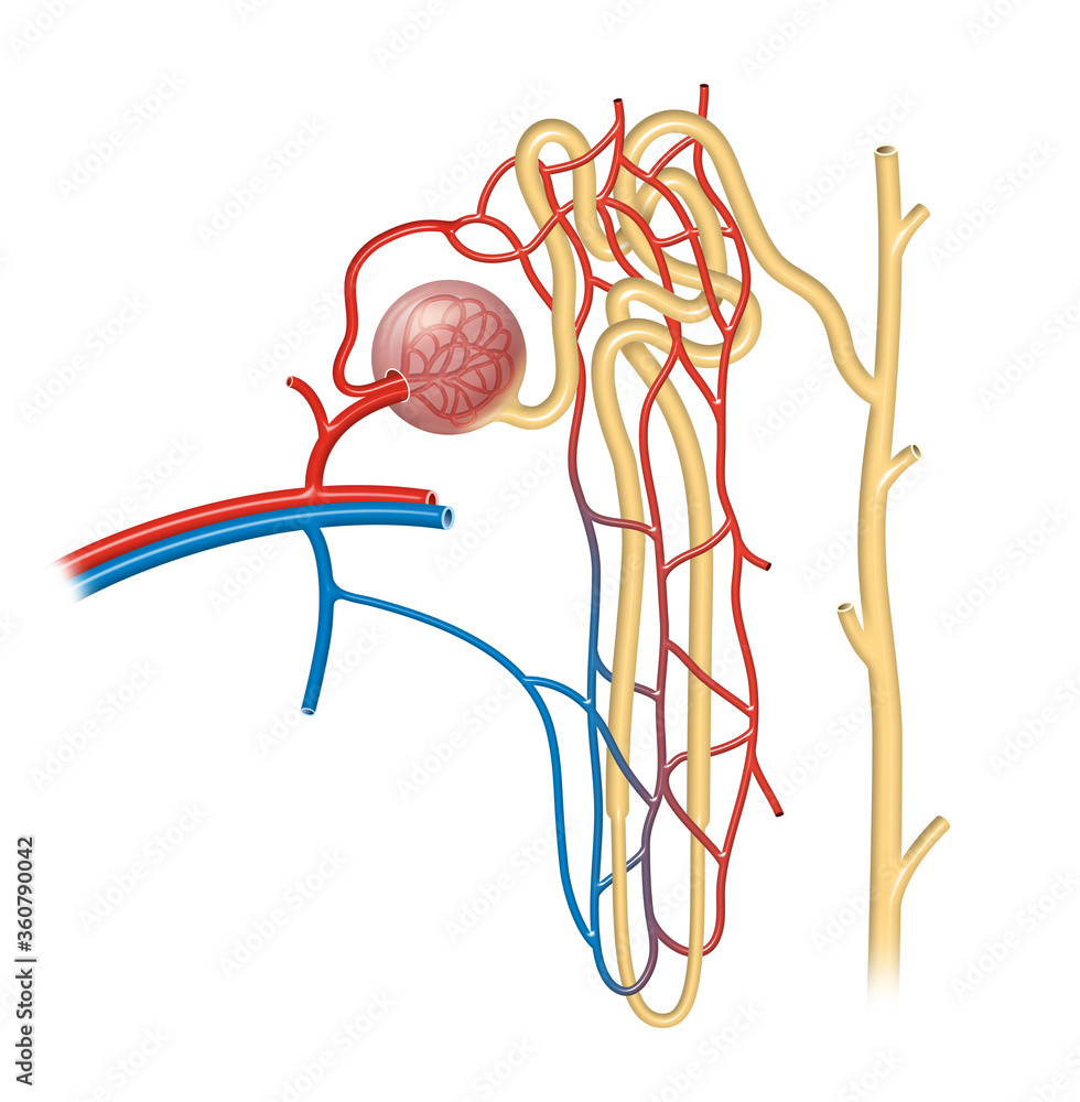 Structure of Nephron Stock Illustration | Adobe Stock