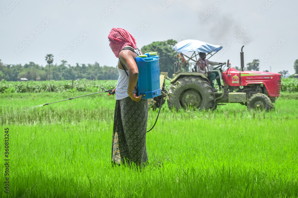 A farmer sprays insecticides or pesticides to control insects in the ...