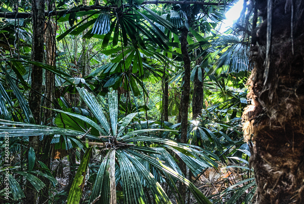 Dense vegetation in the Daintree Rainforest, a heritage listed ...
