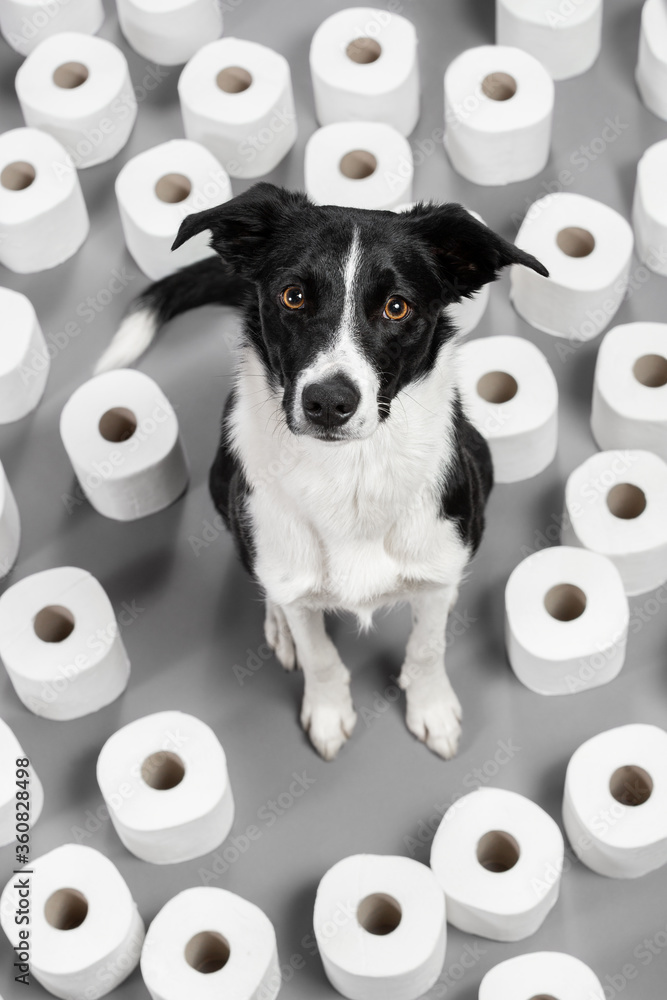 isolated black and white border collie dog shot from above sitting ...