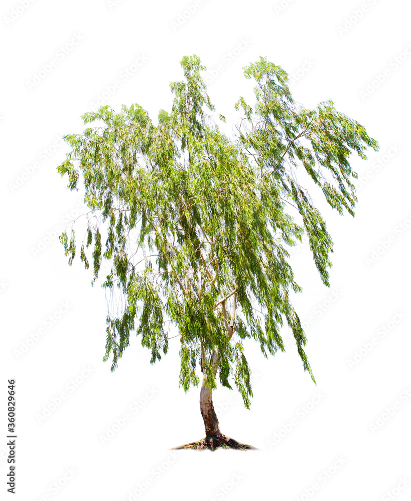 Eucalyptus tree isolated on white background with clipping paths for ...